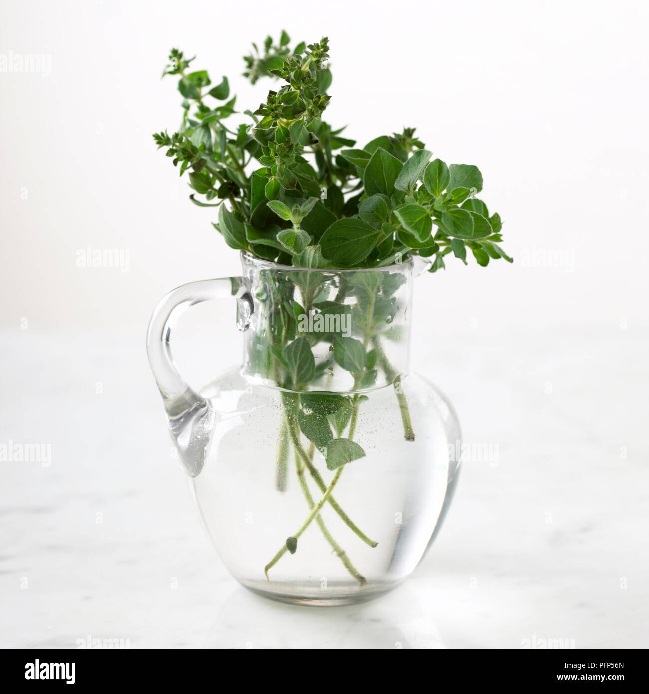 Oregano in pitcher filled with water Stock Photo - Alamy
