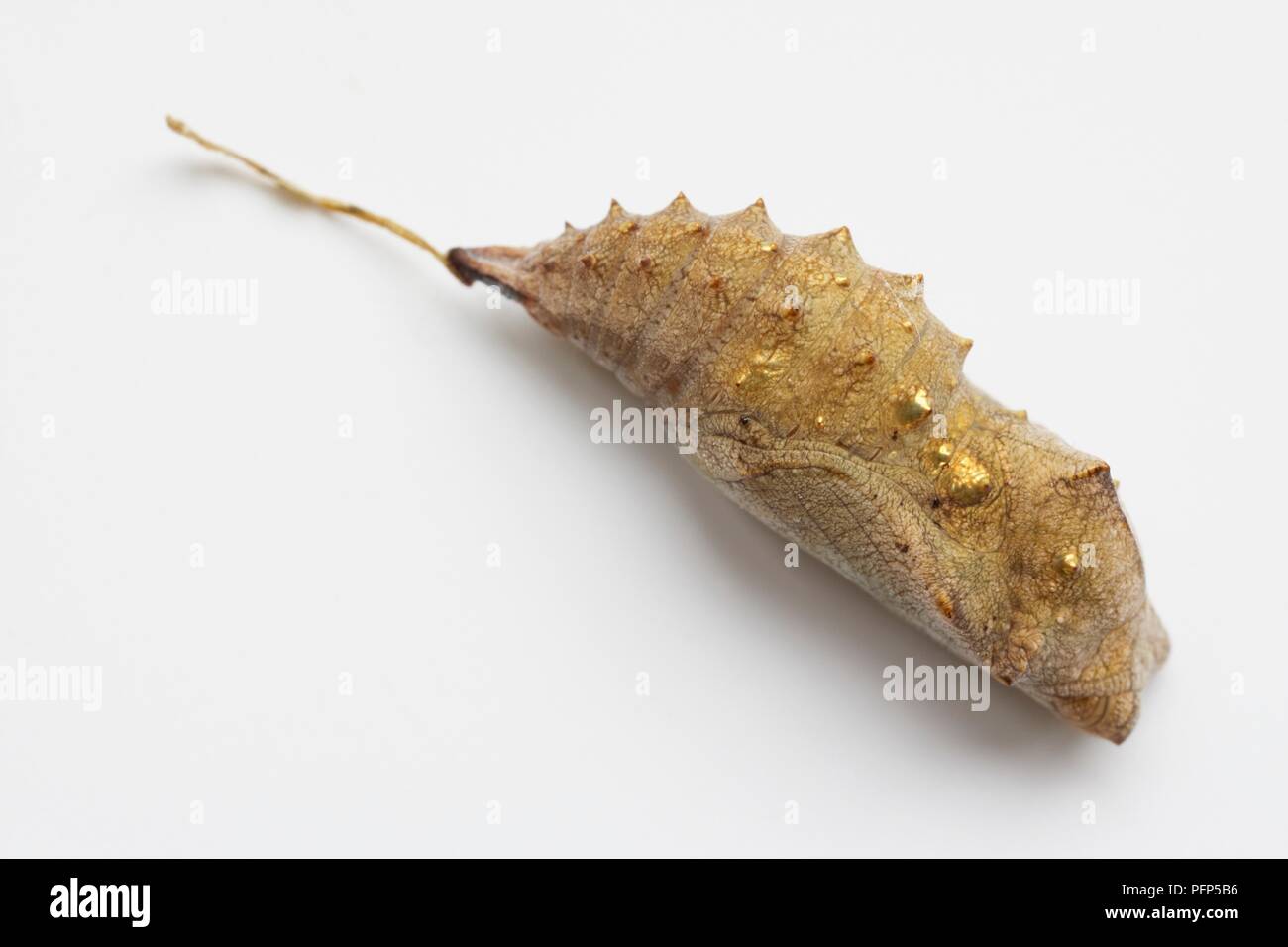 Red admiral butterfly chrysalis hi-res stock photography and images - Alamy