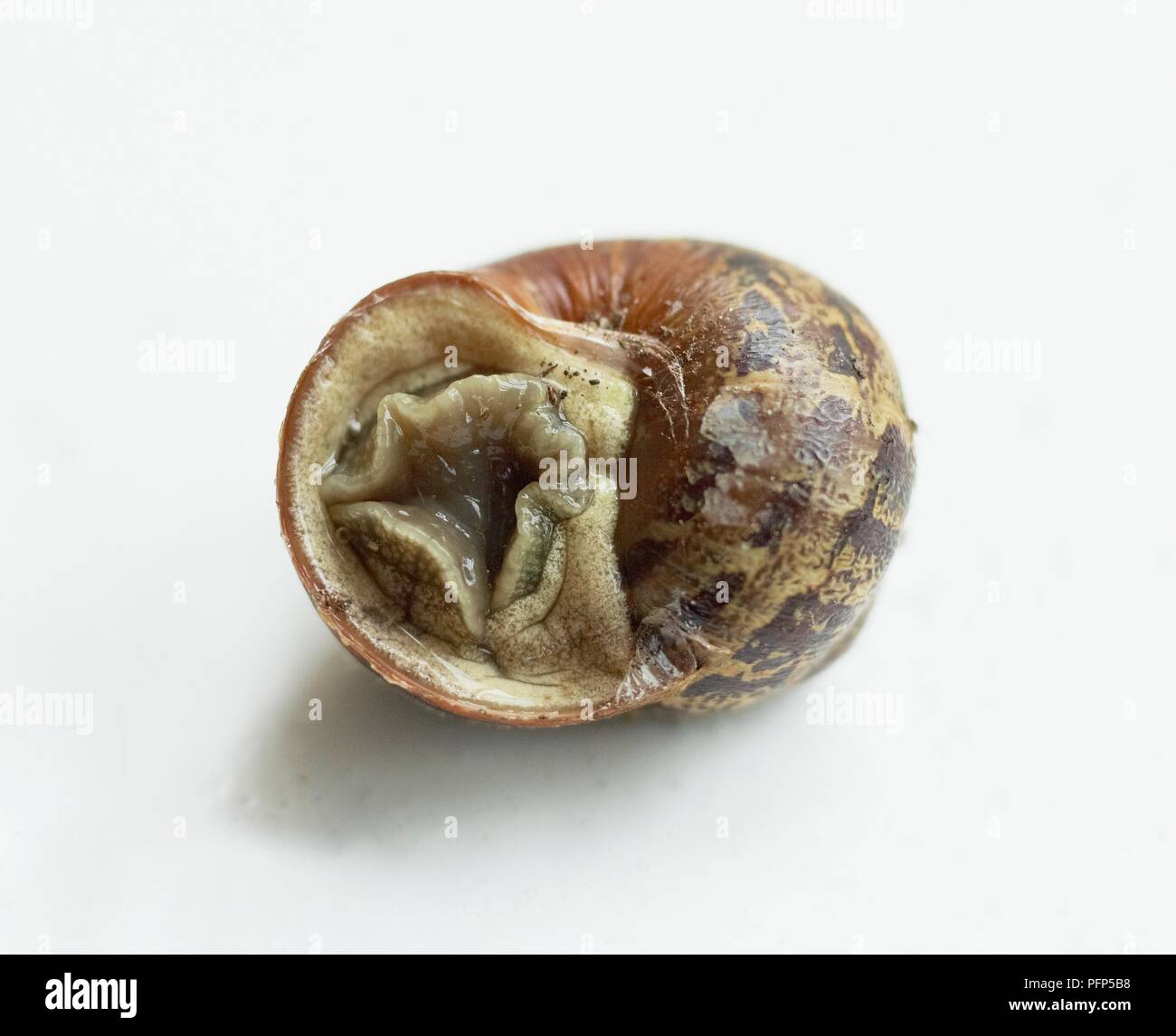 Snail gastropod hi-res stock photography and images - Alamy