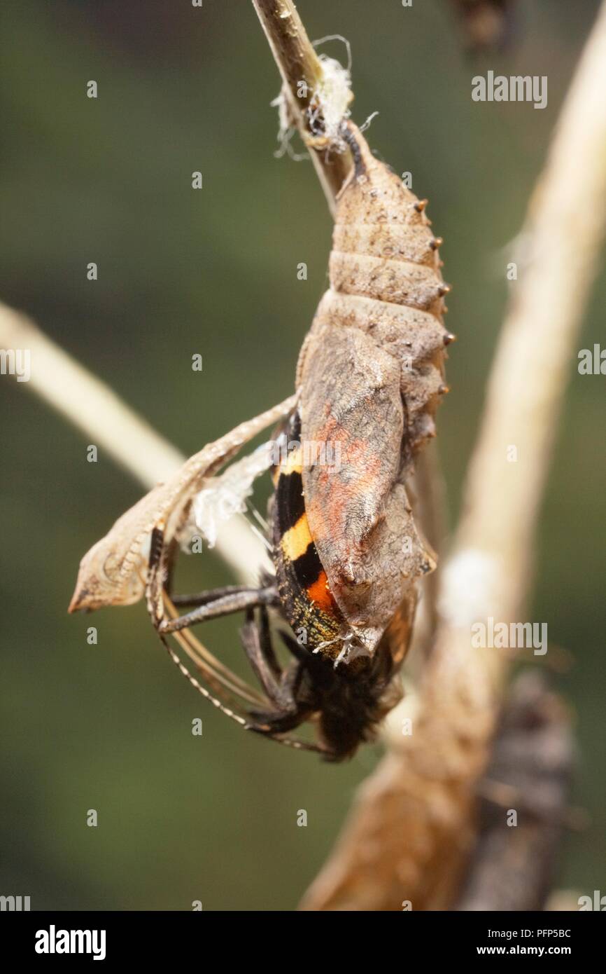 Small tortoiseshell butterfly (Aglais urticae) emerging from cocoon ...