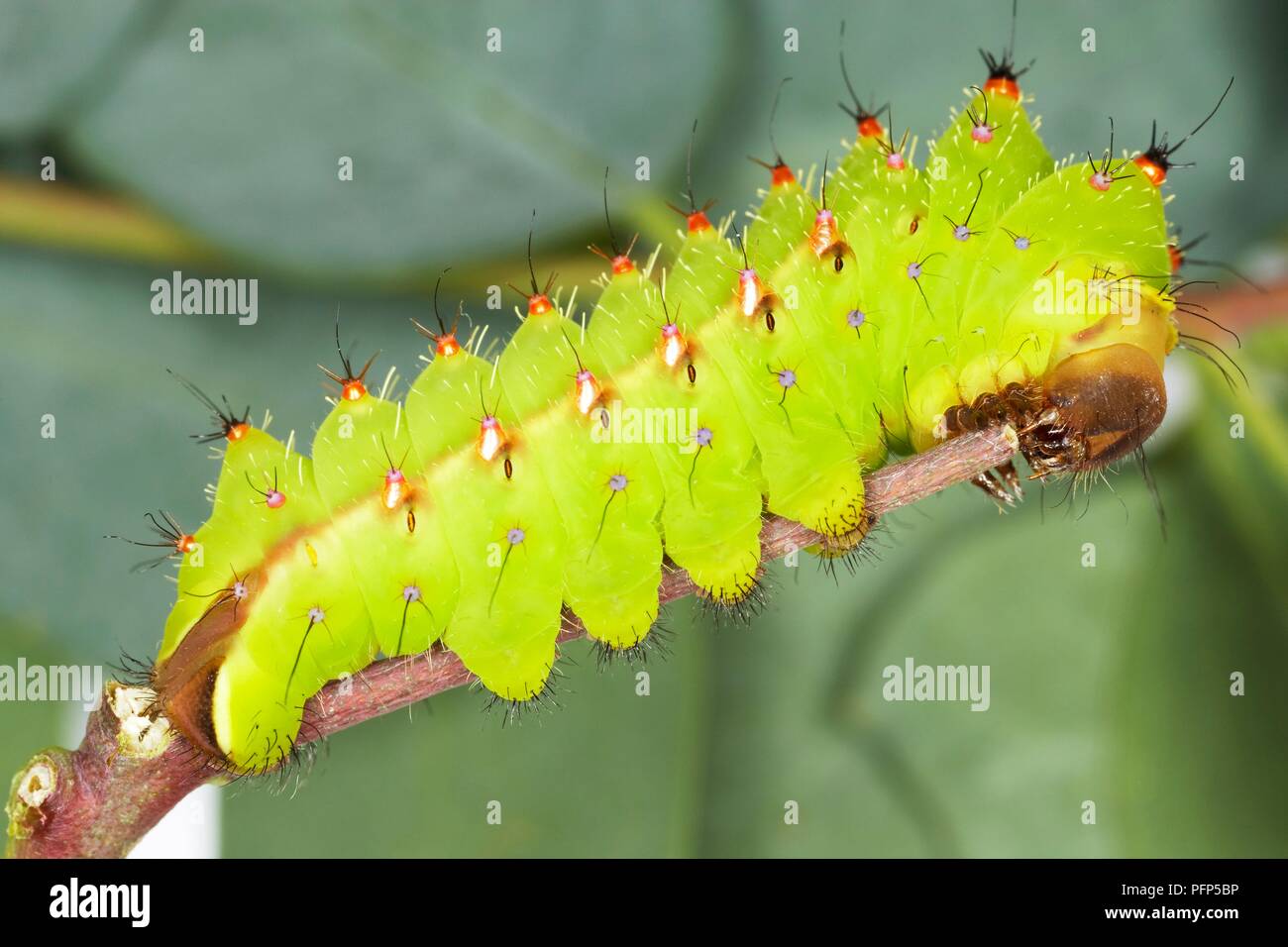 Caterpillar from Tussah silk moth (Antheraea sp.) on branch, side view ...