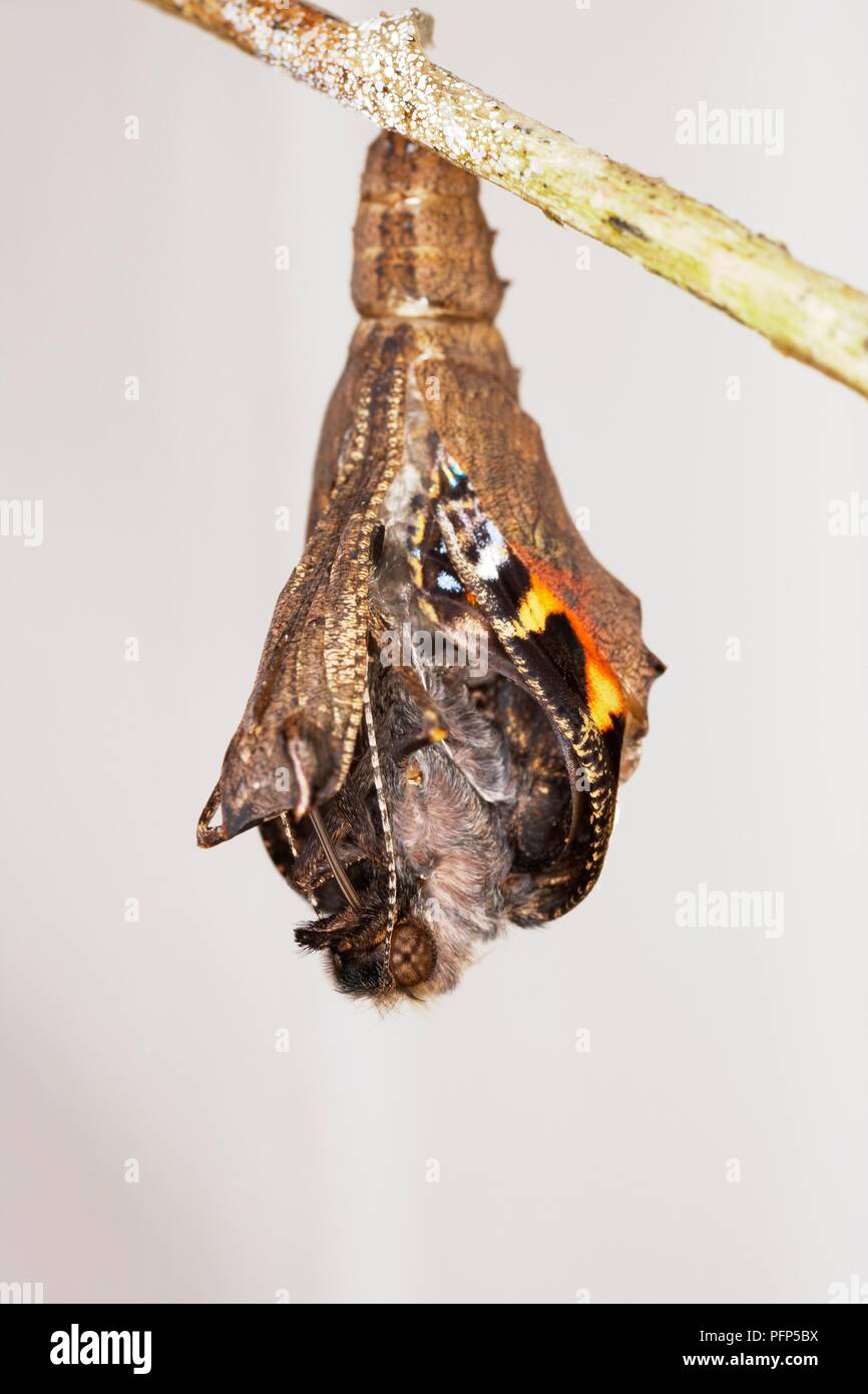 Butterfly emerging chrysalis sequence hi-res stock photography and ...