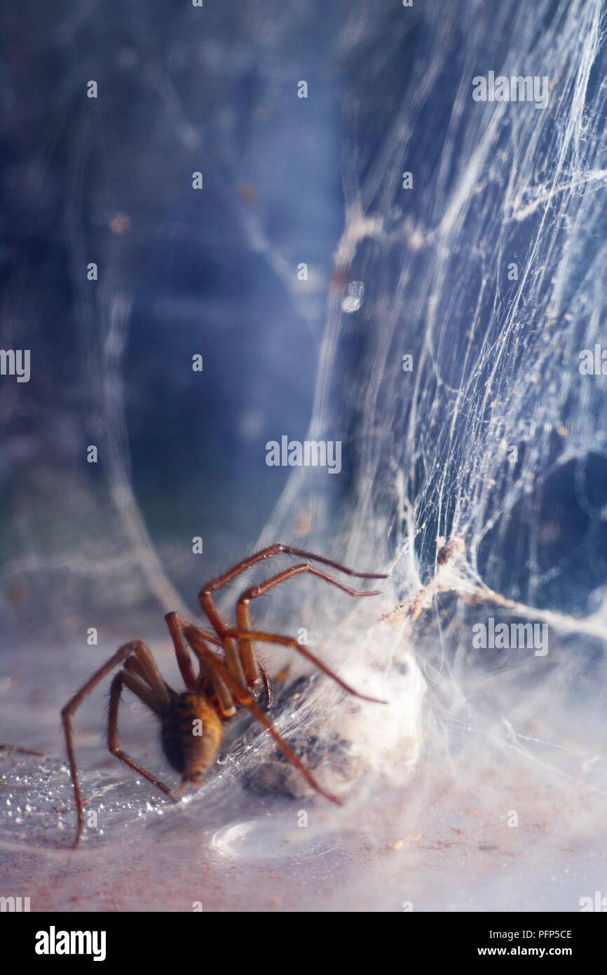Insectivore spider hi-res stock photography and images - Alamy