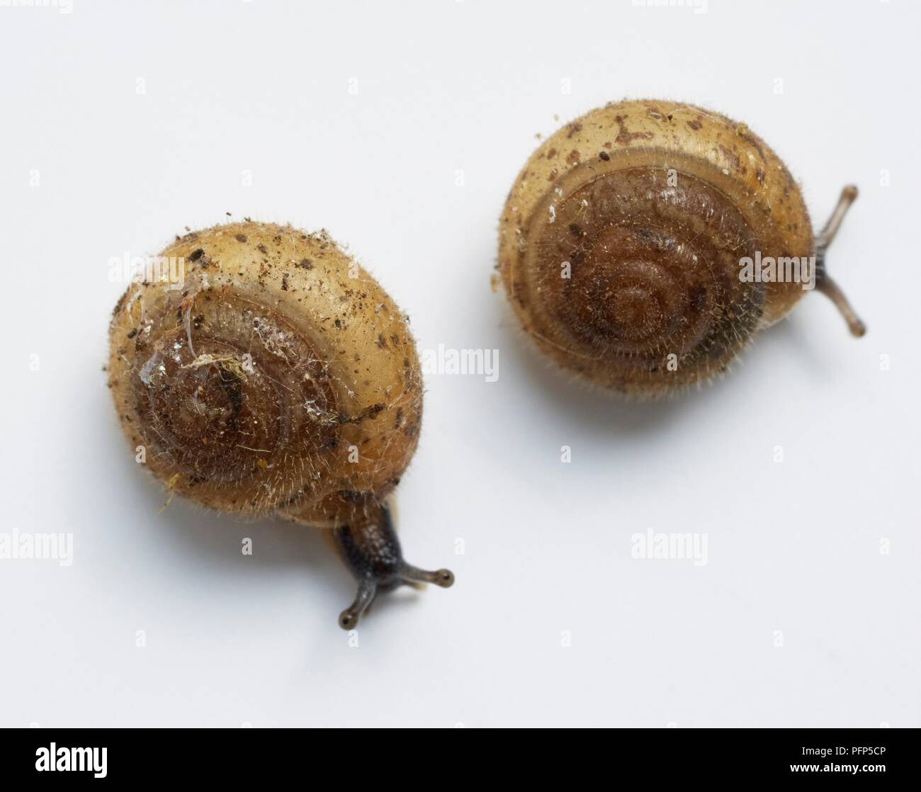 Hairy snail trochulus hispidus hi-res stock photography and images - Alamy