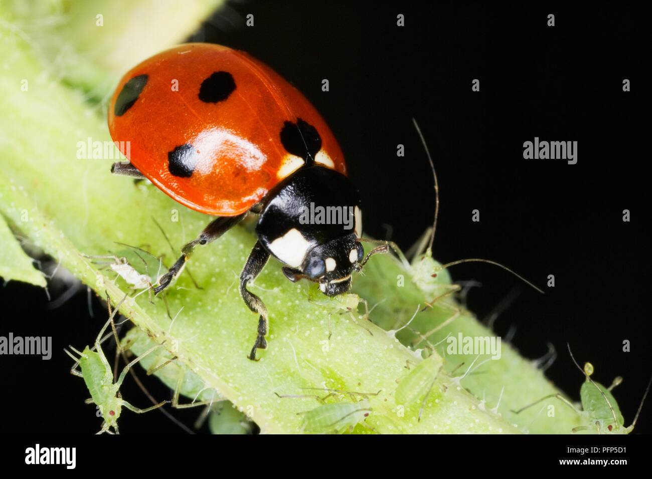 Ladybird feeding on greenflies (aphids), close-up Stock Photo - Alamy