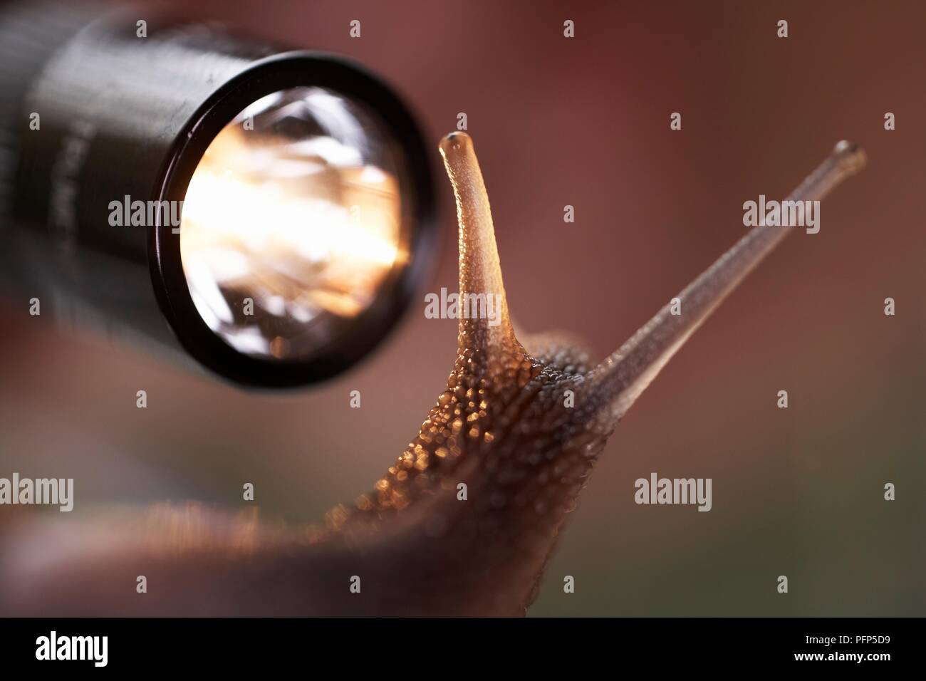 Electric snail hi-res stock photography and images - Alamy