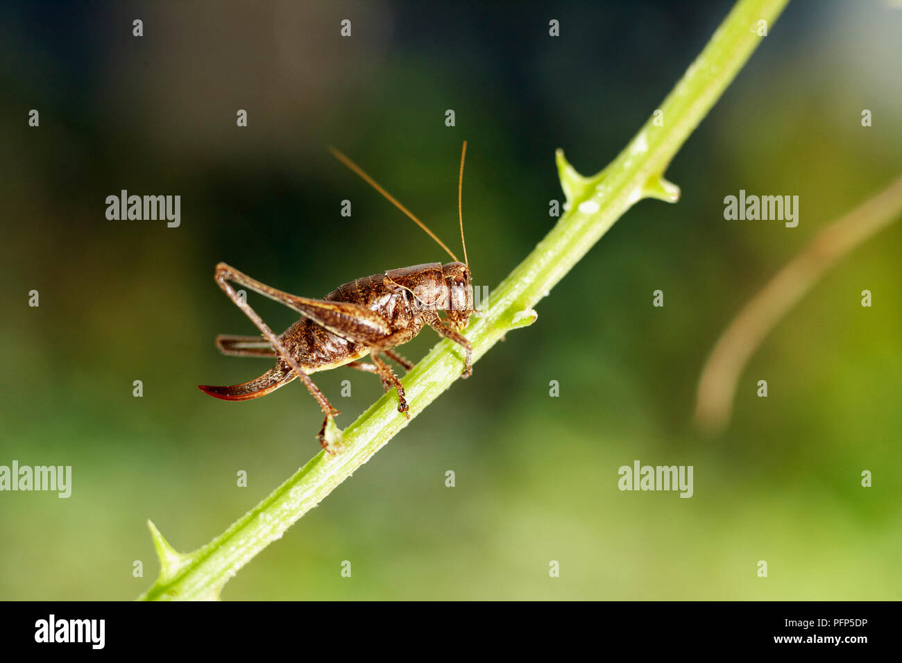 Bush cricket (Katydid) perching on a stem, close-up Stock Photo - Alamy