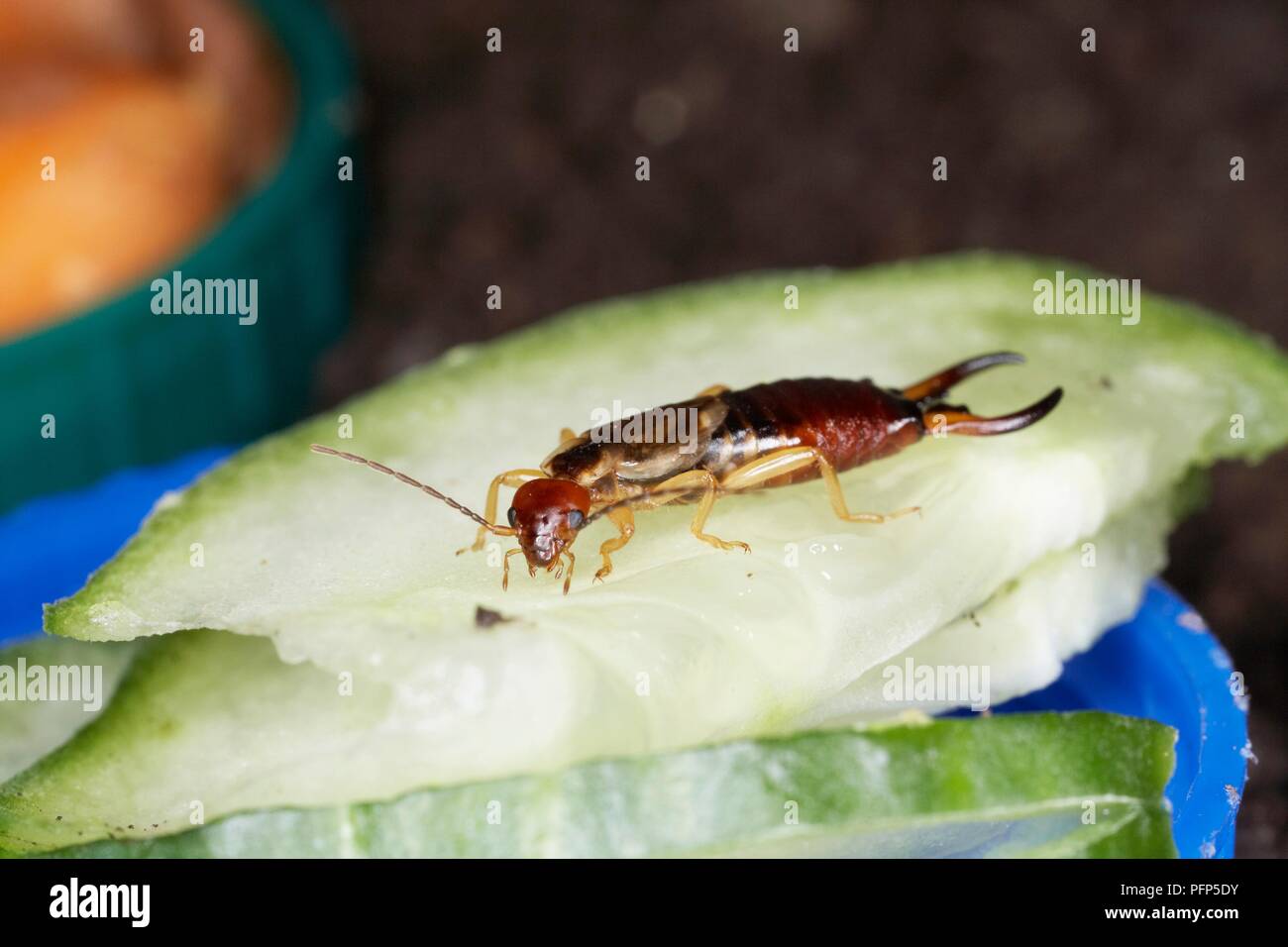 Earwig feeding on slice of cucumber Stock Photo - Alamy