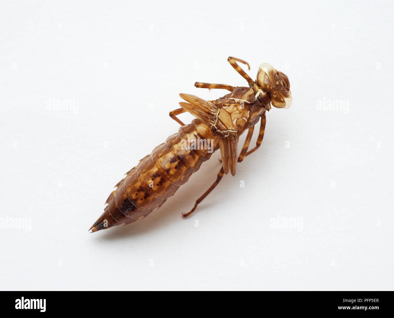 Length of the larva hi-res stock photography and images - Alamy