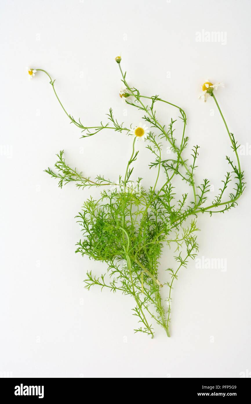 Chamaemelum nobile (Roman chamomile) stems with leaves and flowers ...