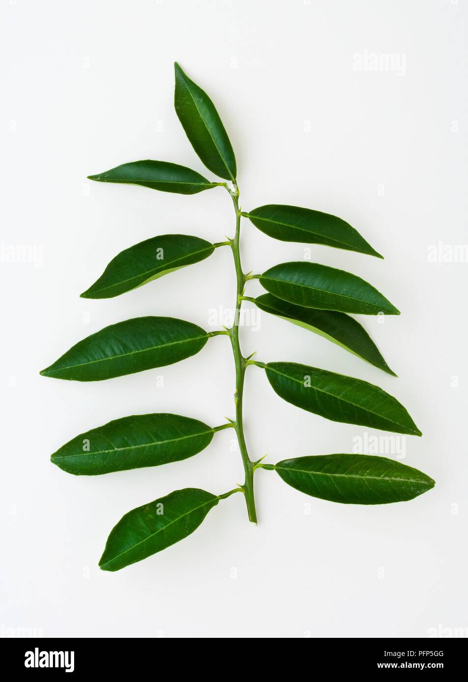 Citrus sinensis (Orange) stem with pinnate leaves Stock Photo - Alamy