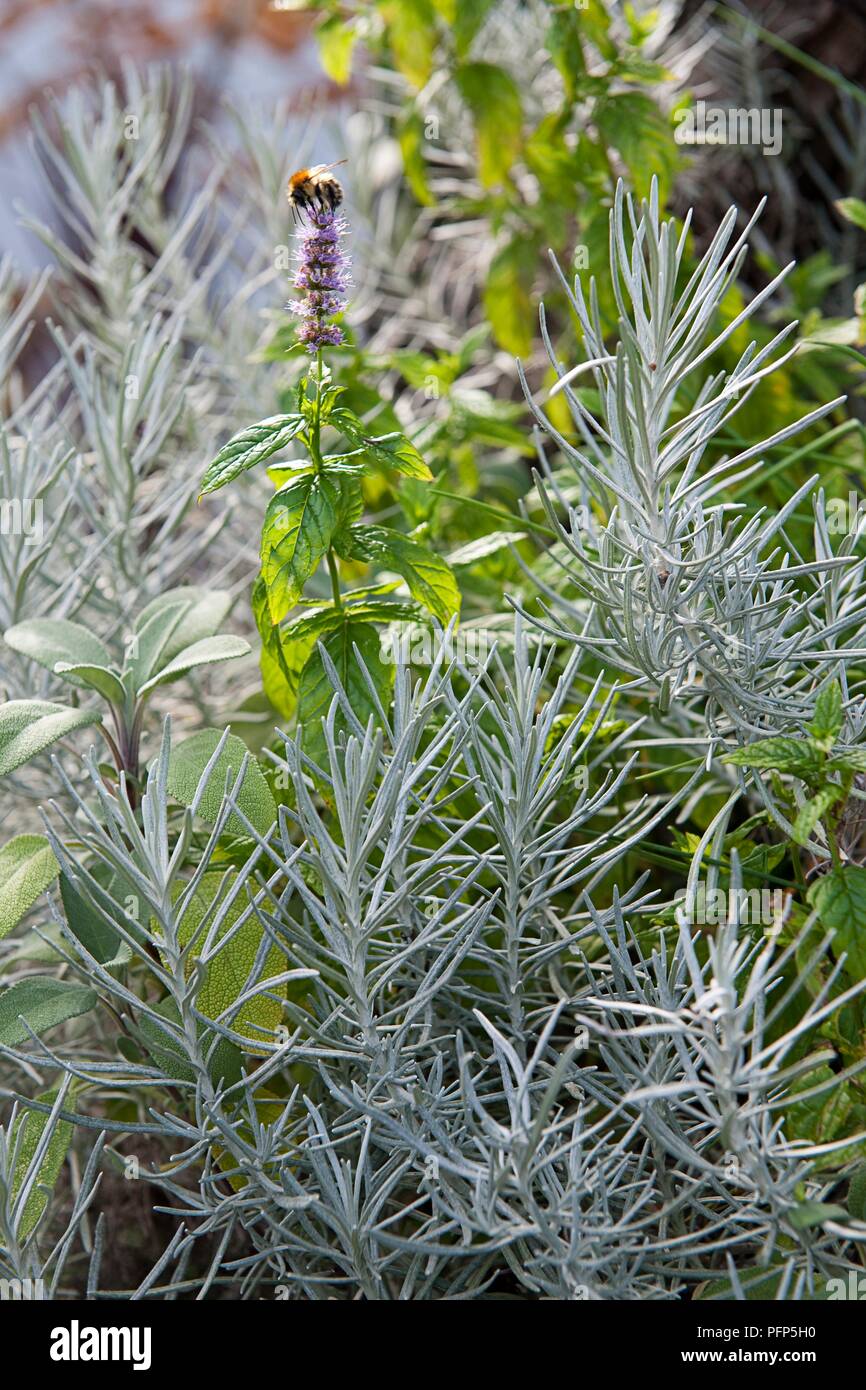 Spike on leaves hi-res stock photography and images - Alamy