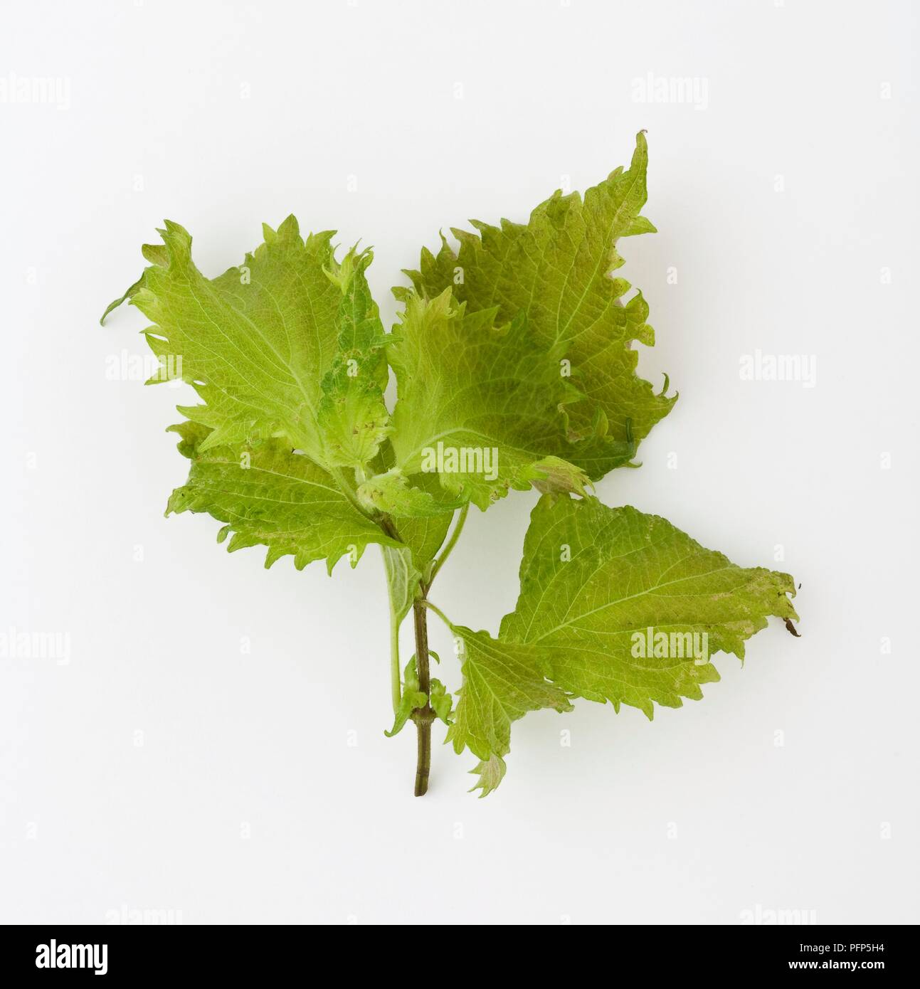 Perilla frutescens crispa hi-res stock photography and images - Alamy
