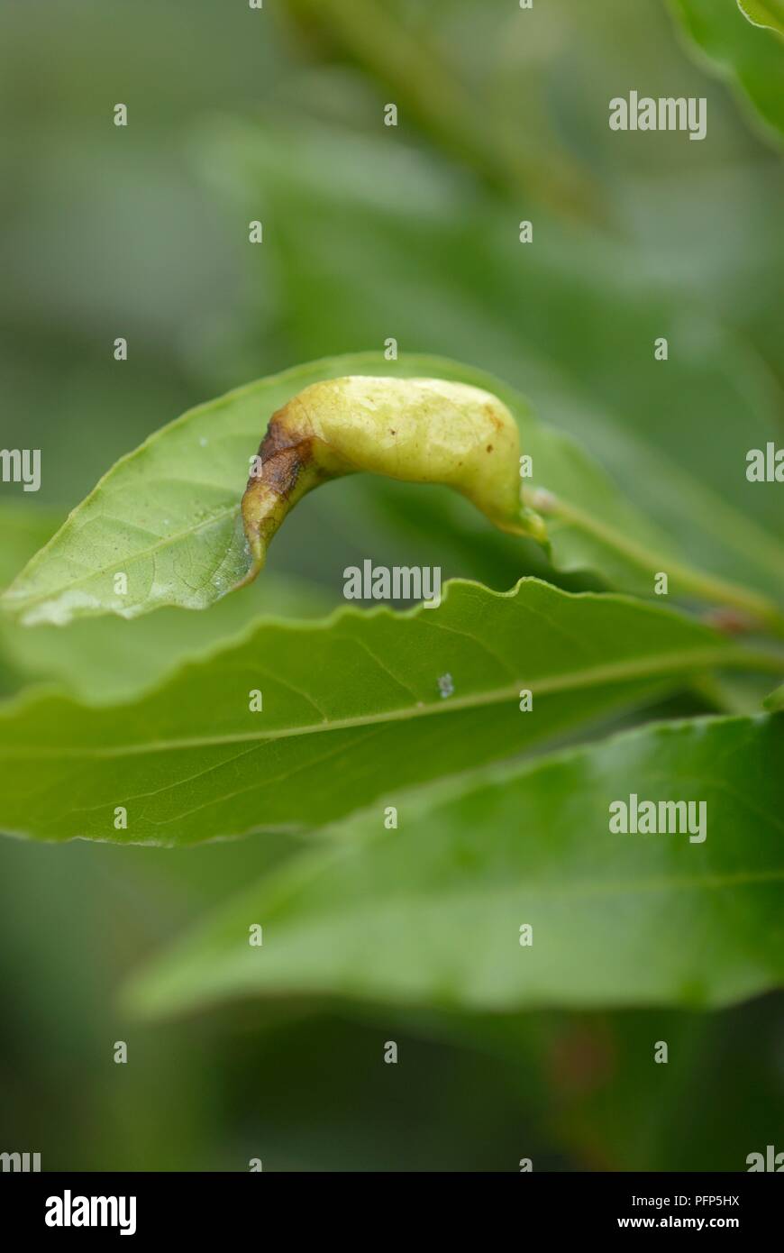 Sucker nymph on Laurus nobilis (Bay Laurel) leaf Stock Photo - Alamy