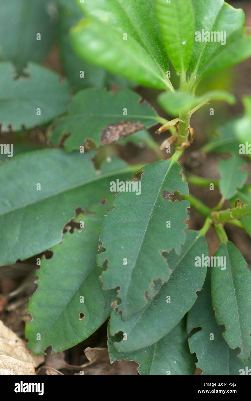 Vine weevil damage hi-res stock photography and images - Alamy