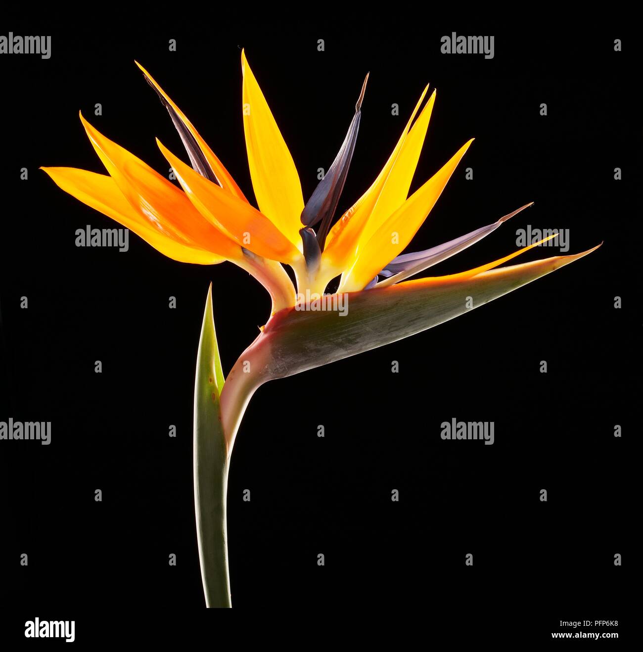 Strelitzia reginae (Bird of Paradise) yellow flower on stem Stock Photo ...