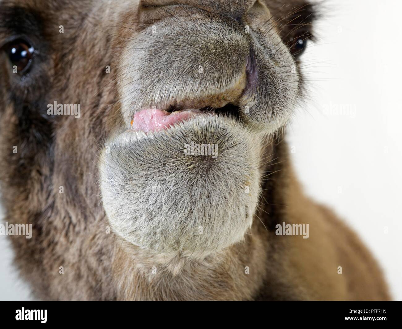 Bactrian camel (Camelus bactrianus) licking its lips, close-up Stock ...