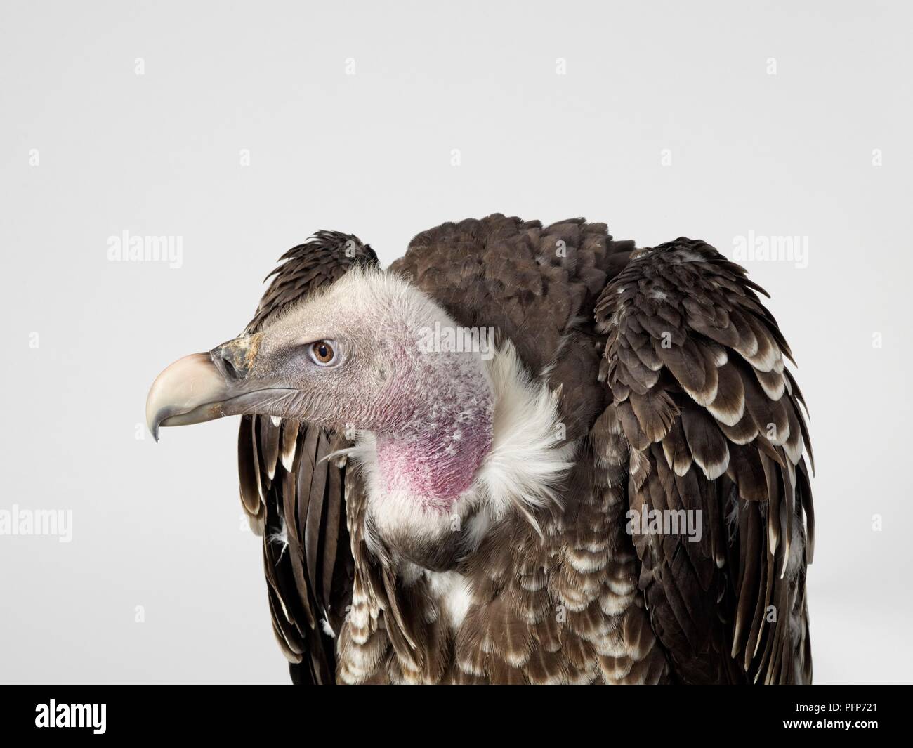 Ruppell's Vulture (Gyps rueppelli), showing downy head and brown and ...