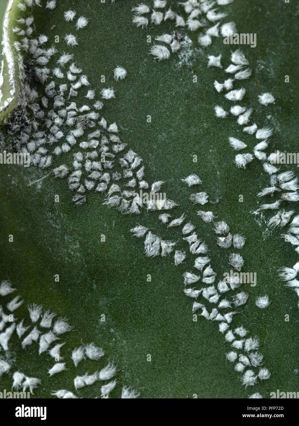 Monk’s hood cactus hi-res stock photography and images - Alamy