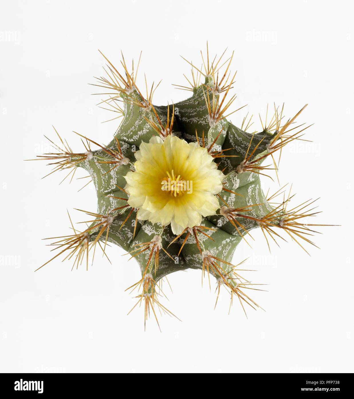 Astrophytum ornatum (Monk's Hood) showing pale yellow flower, scaly ...