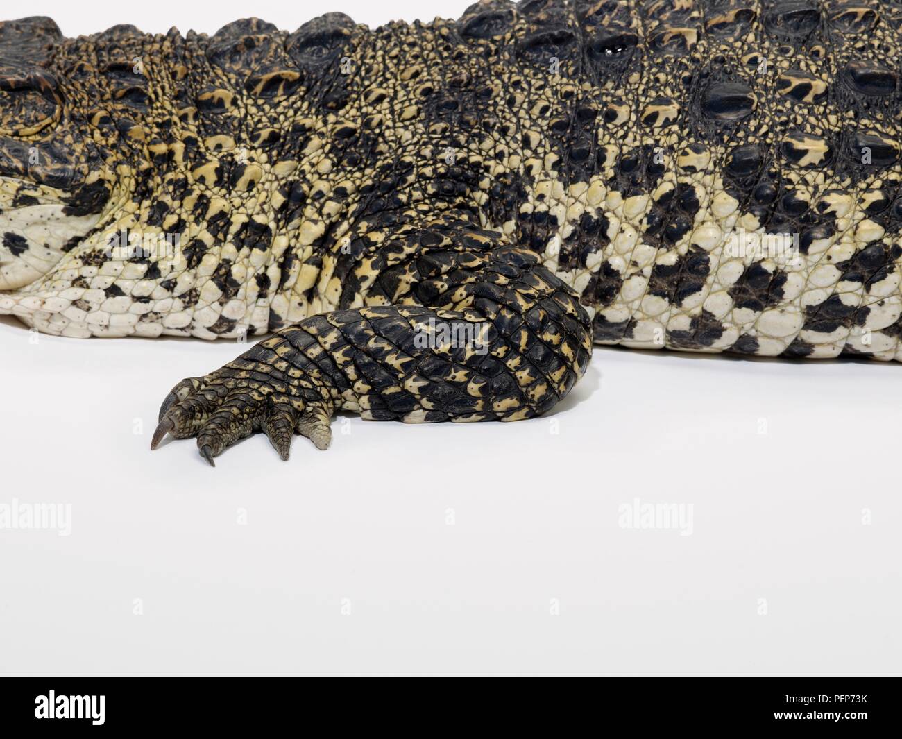 Cuban Crocodile (Crocodylus rhombifer) skin, leg and foot showing ...