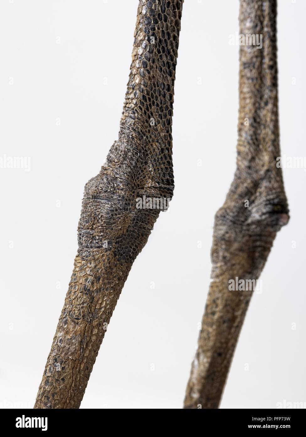 Crowned Crane (Balearica regulorum) close-up of scaly skin on legs ...