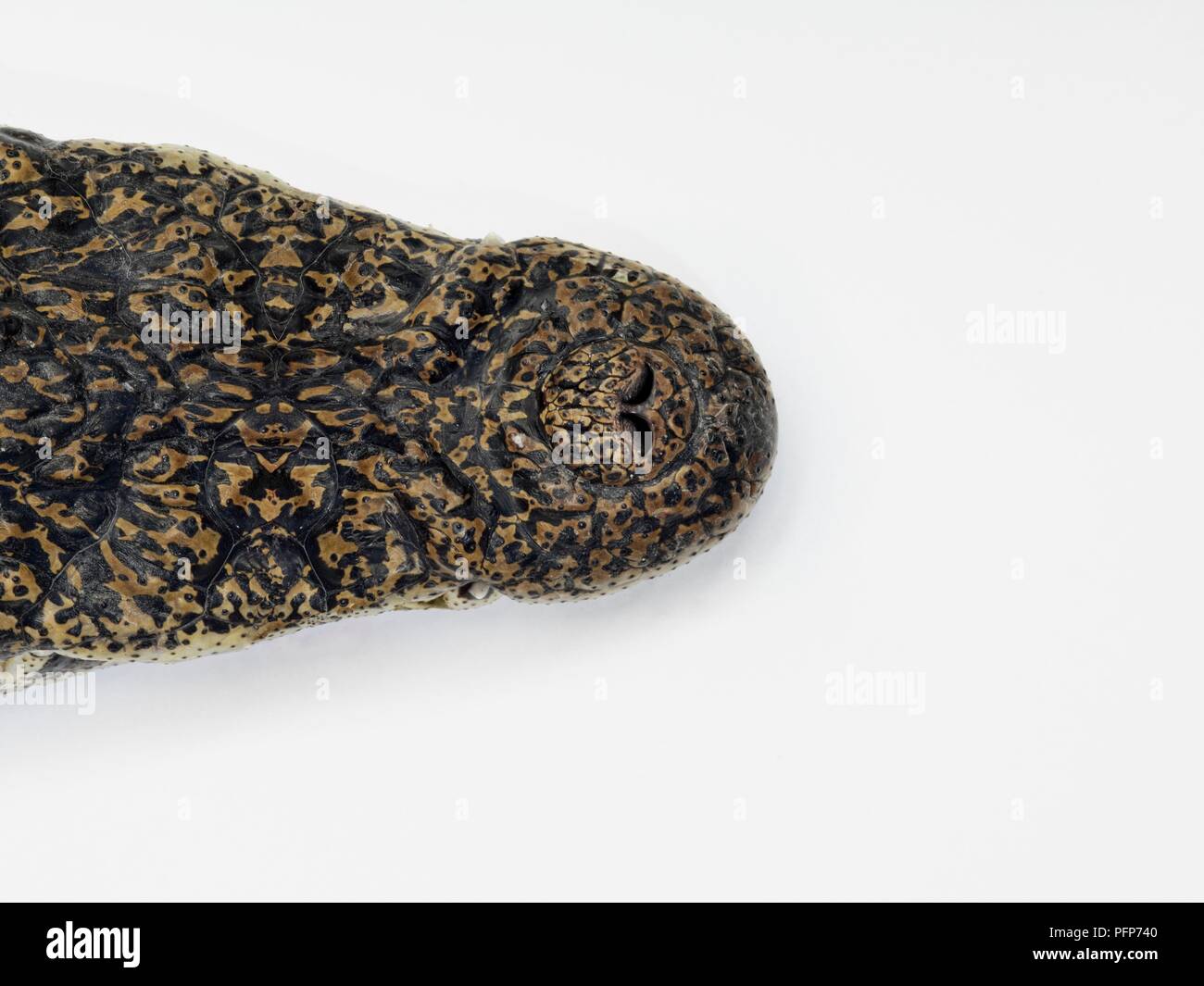 Cuban Crocodile (Crocodylus rhombifer) head showing nose, nostrils and ...