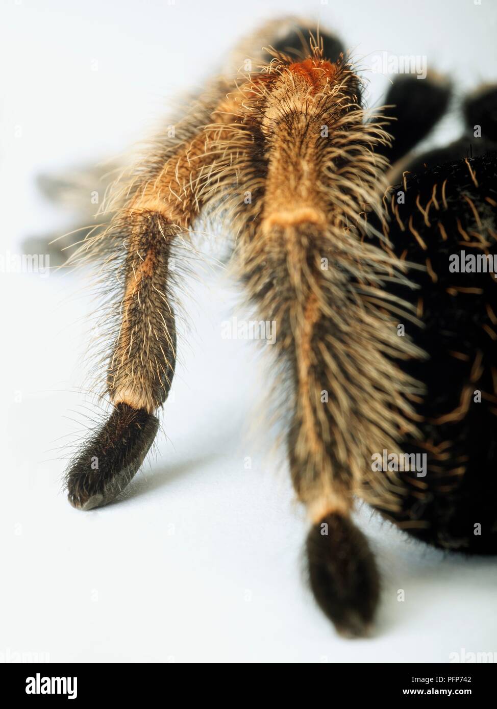 Mexican Red Kneed Tarantula (Brachypelma smithi) hairy legs, close-up ...