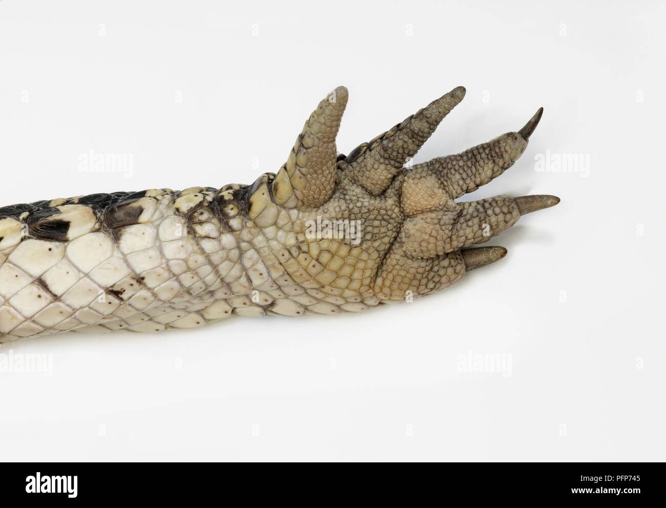 Cuban Crocodile (Crocodylus rhombifer) scaly foot showing fingers and ...