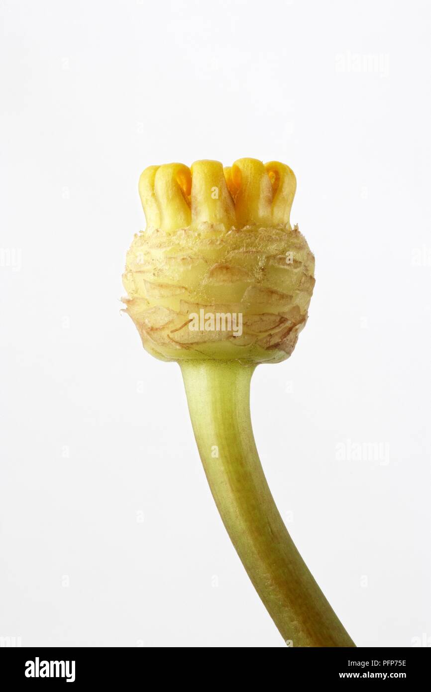 Nymphaea alba (White water lily), ovary section consisting of ovules ...