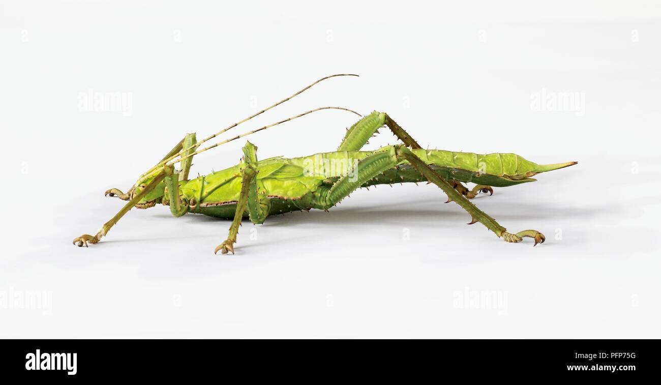 Jungle nymph (Heteropteryx dilatata), a type of stick insect, side view ...