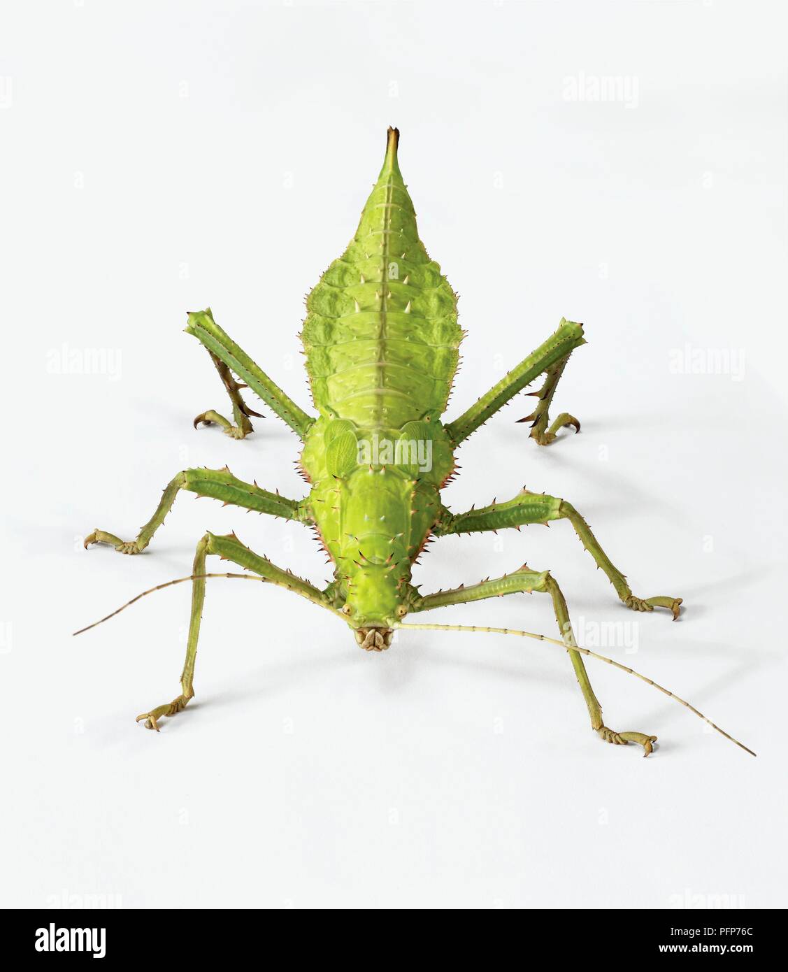 Green jungle nymph stick insect hi-res stock photography and images - Alamy