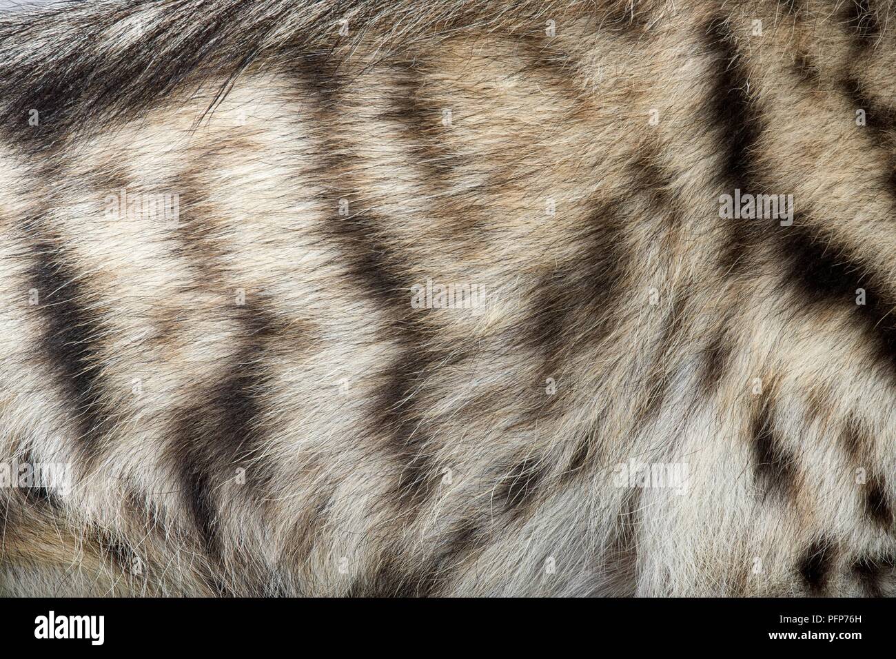Hyaena close hi-res stock photography and images - Alamy