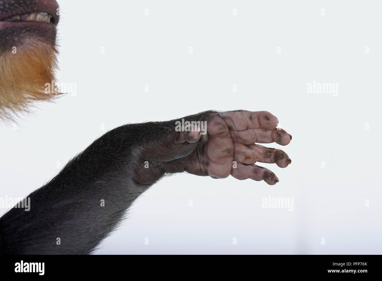 Mandrill (Mandrillus sphinx), close-up on mouth and outstretched hand ...