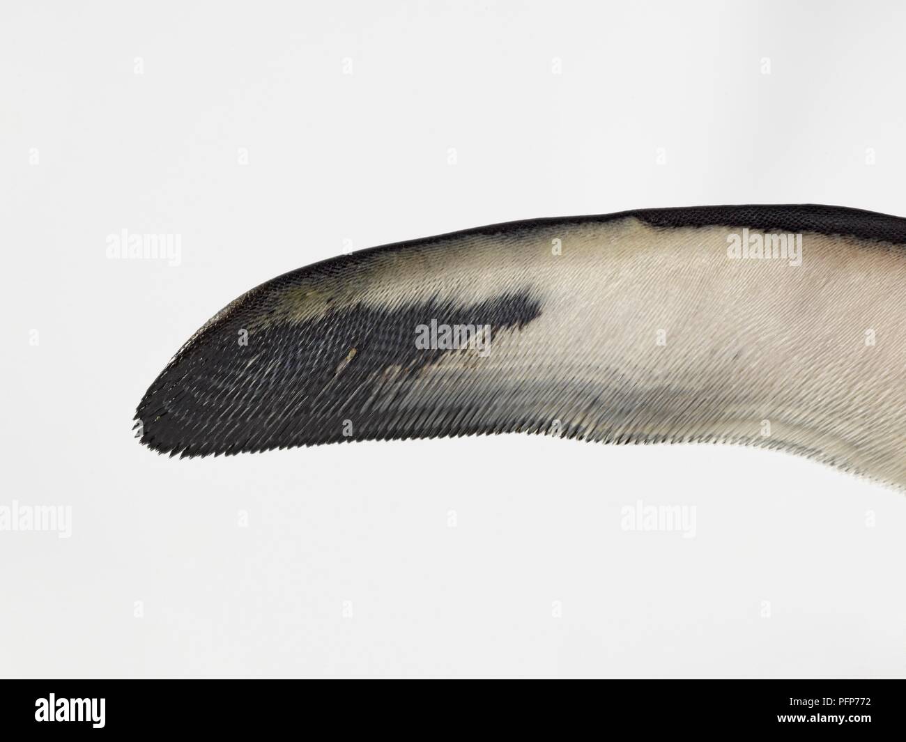 King Penguin (Aptenodytes patagonicus), wing Stock Photo - Alamy