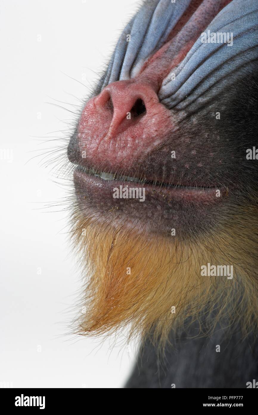 Sphinx face hi-res stock photography and images - Alamy