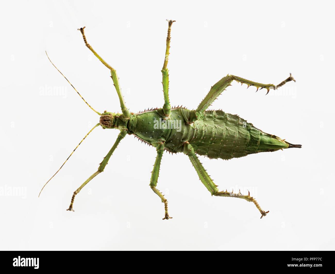 Jungle nymph (Heteropteryx dilatata), a type of stick insect, underside ...