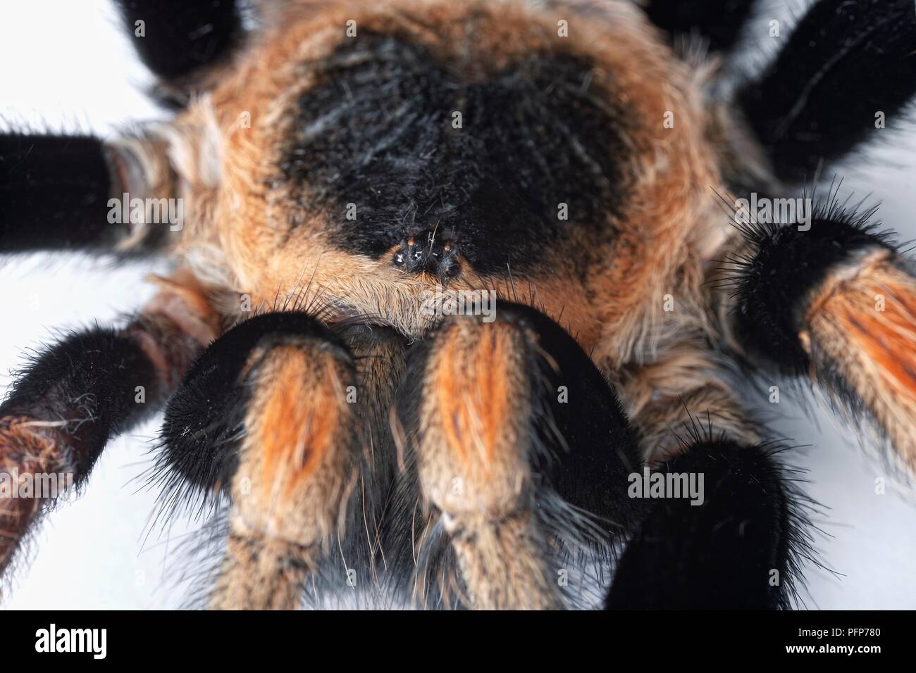 Red Knee Tarantula Eyes Red Knee Tarantula Animal Facts Brachypelma
