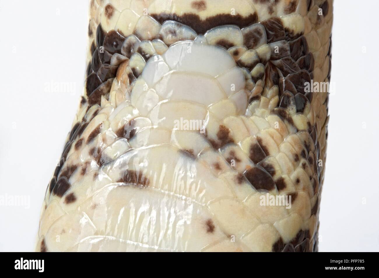 Common Boa (Boa constrictor imperator), close-up of scaly skin Stock ...