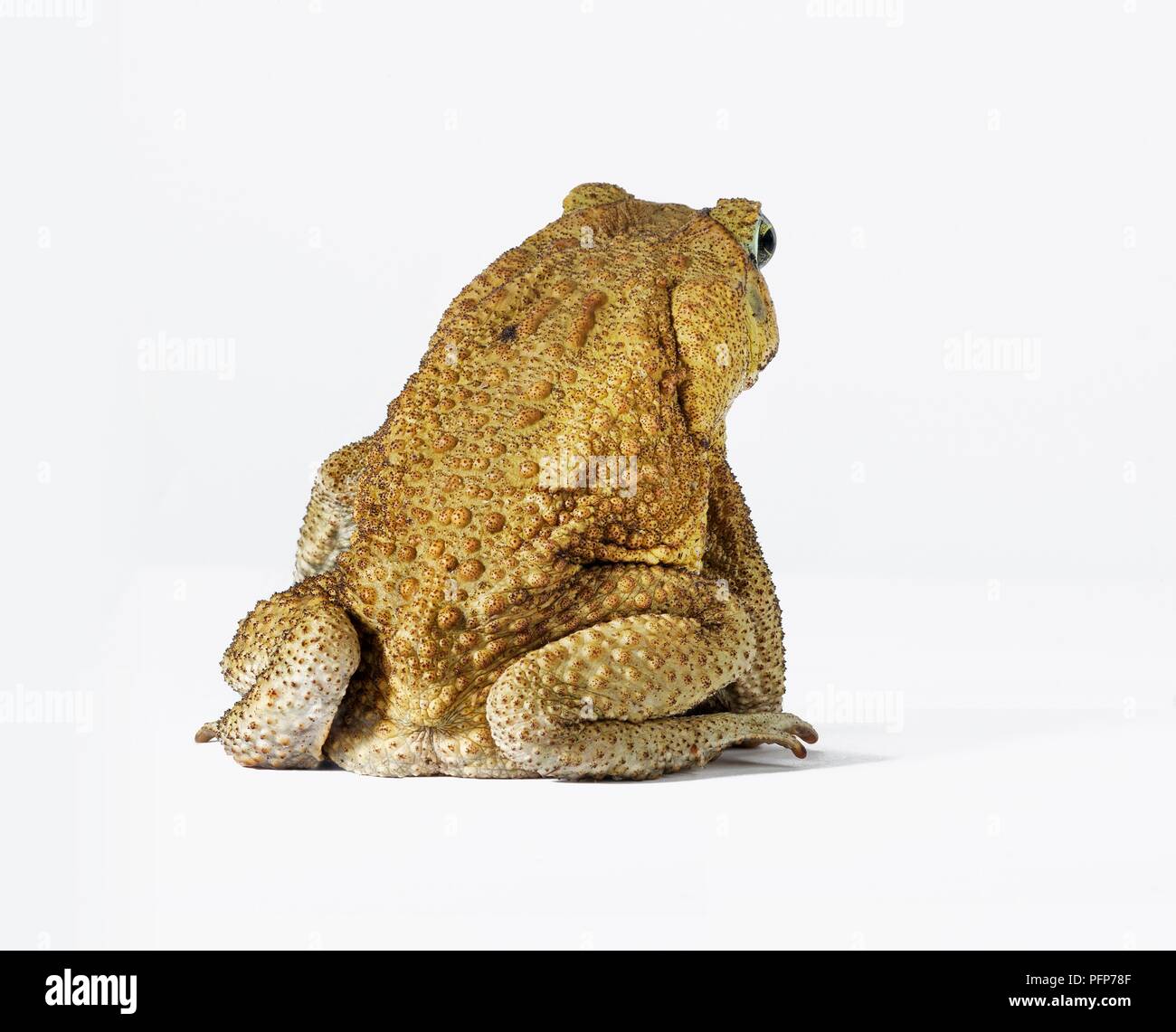 Cane Toad (Bufo marinus), rear view showing warty skin Stock Photo - Alamy