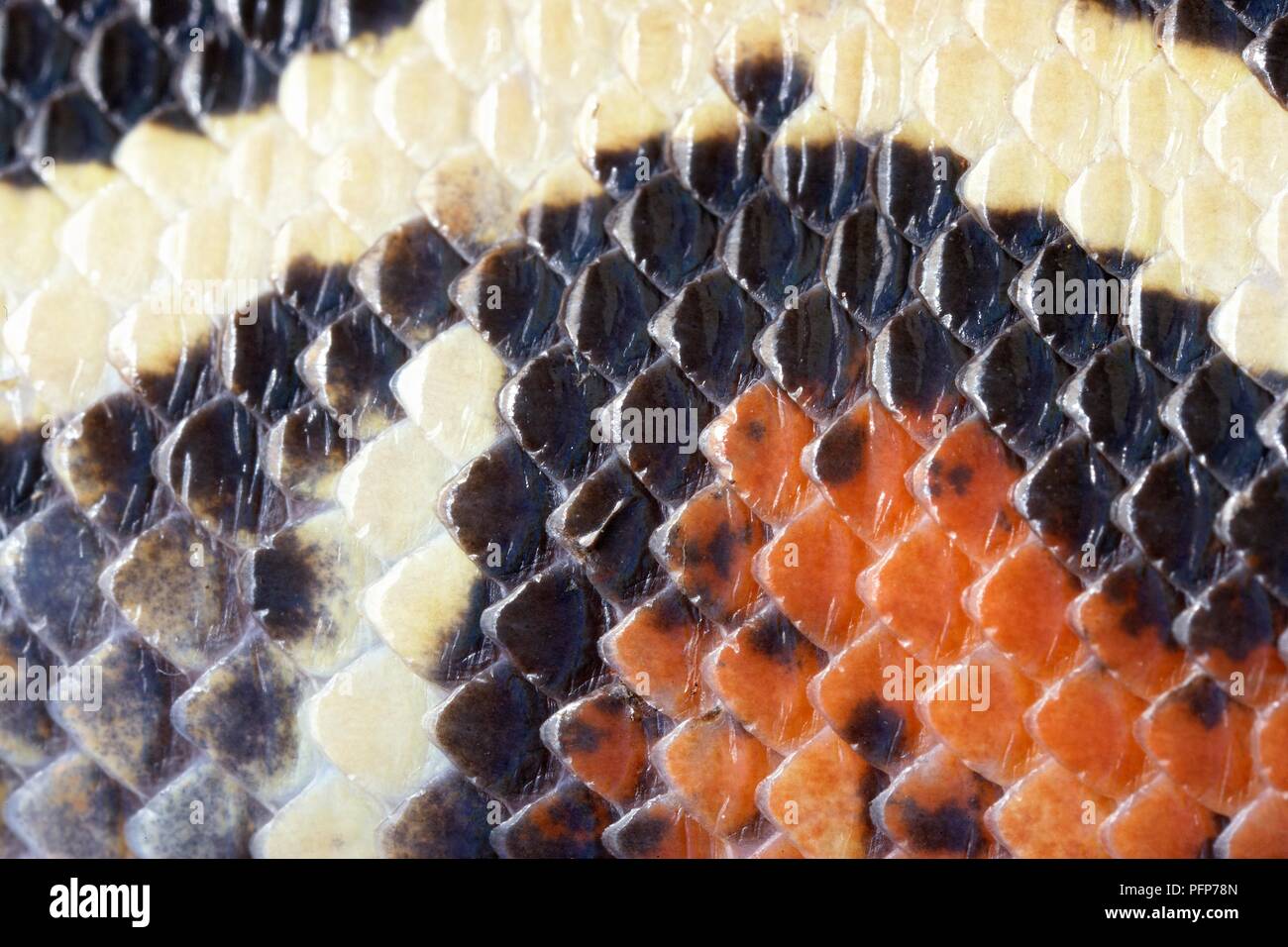 Common Boa (Boa constrictor imperator), close-up of scaly skin Stock ...