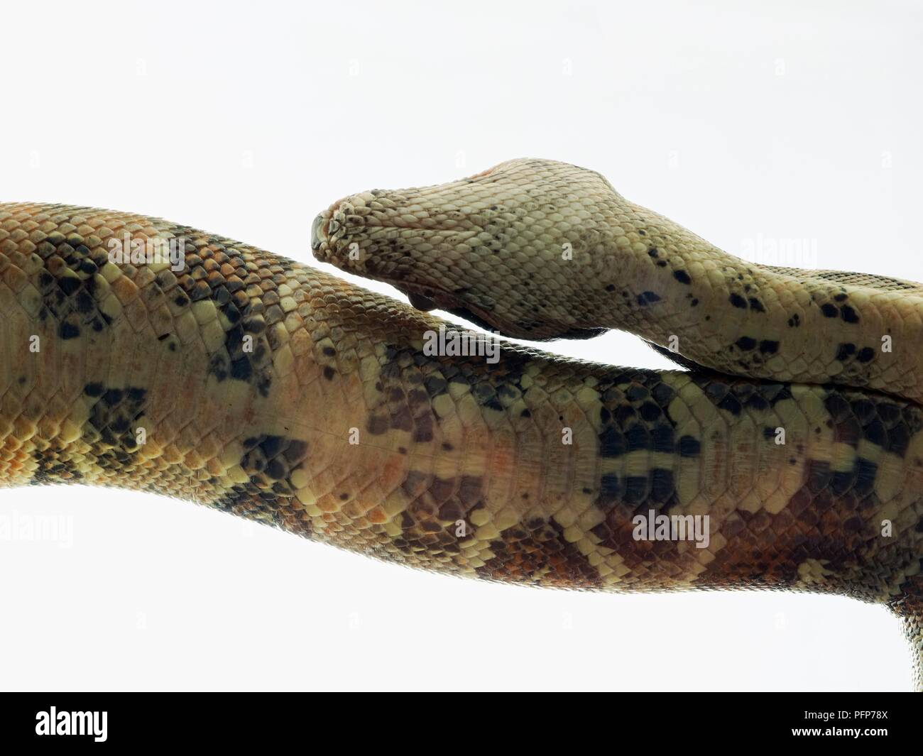 Common Boa (Boa constrictor imperator), showing scaly skin and natural ...