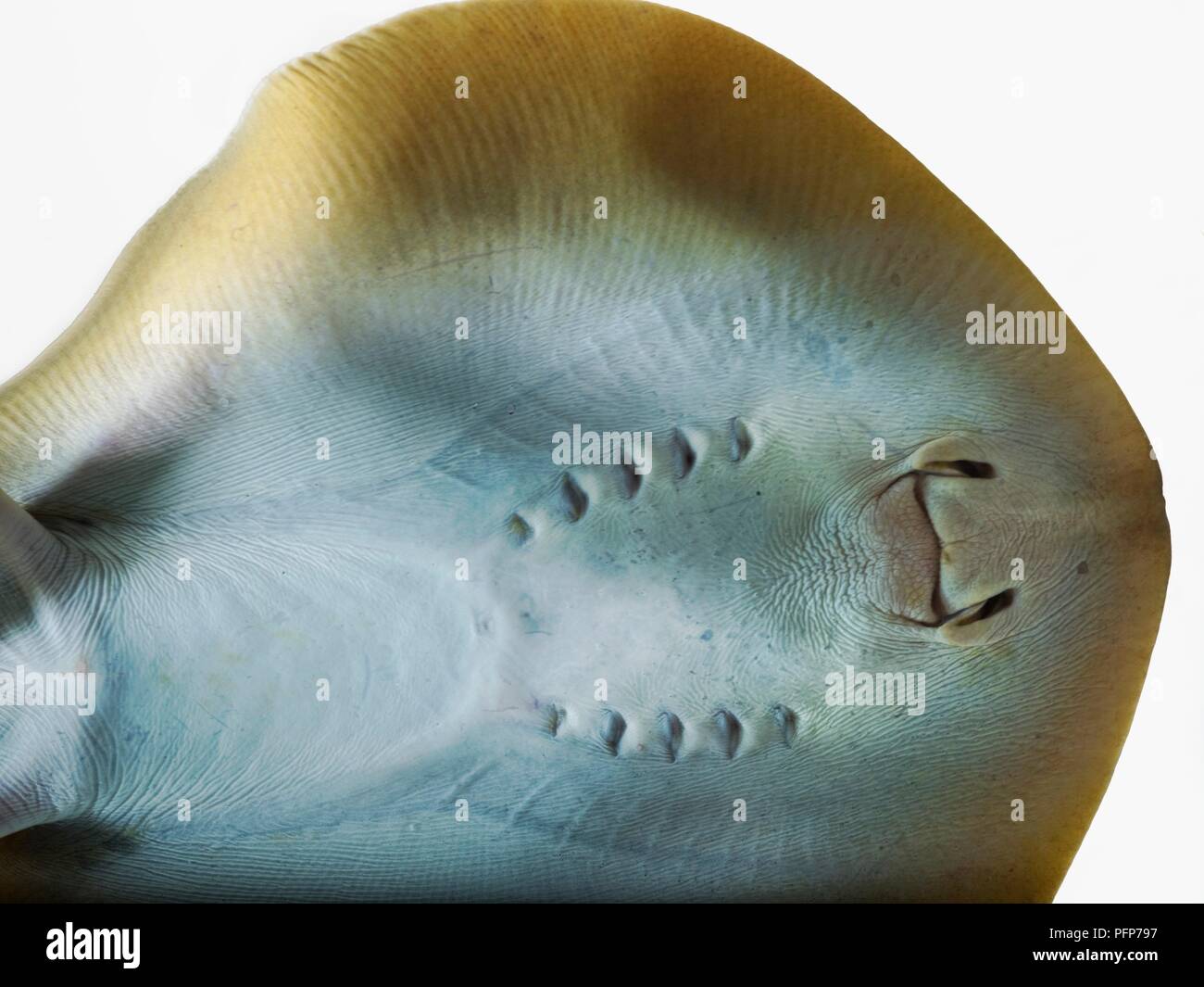 Blue-spotted ribbontail ray (Taeniura lymma), underside Stock Photo - Alamy