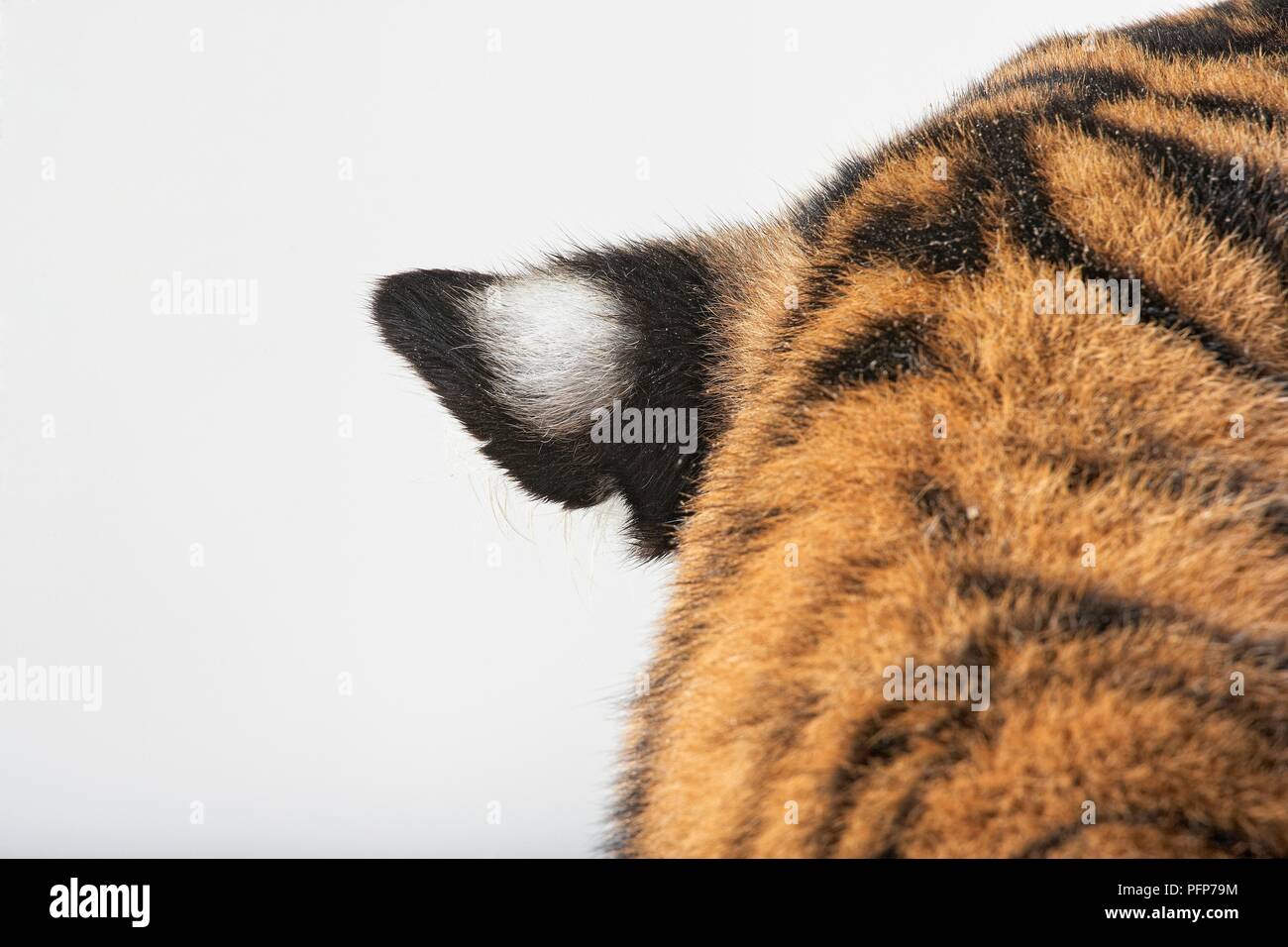 Small black ear of Tiger (Panthera tigris) with white spot on fur at ...