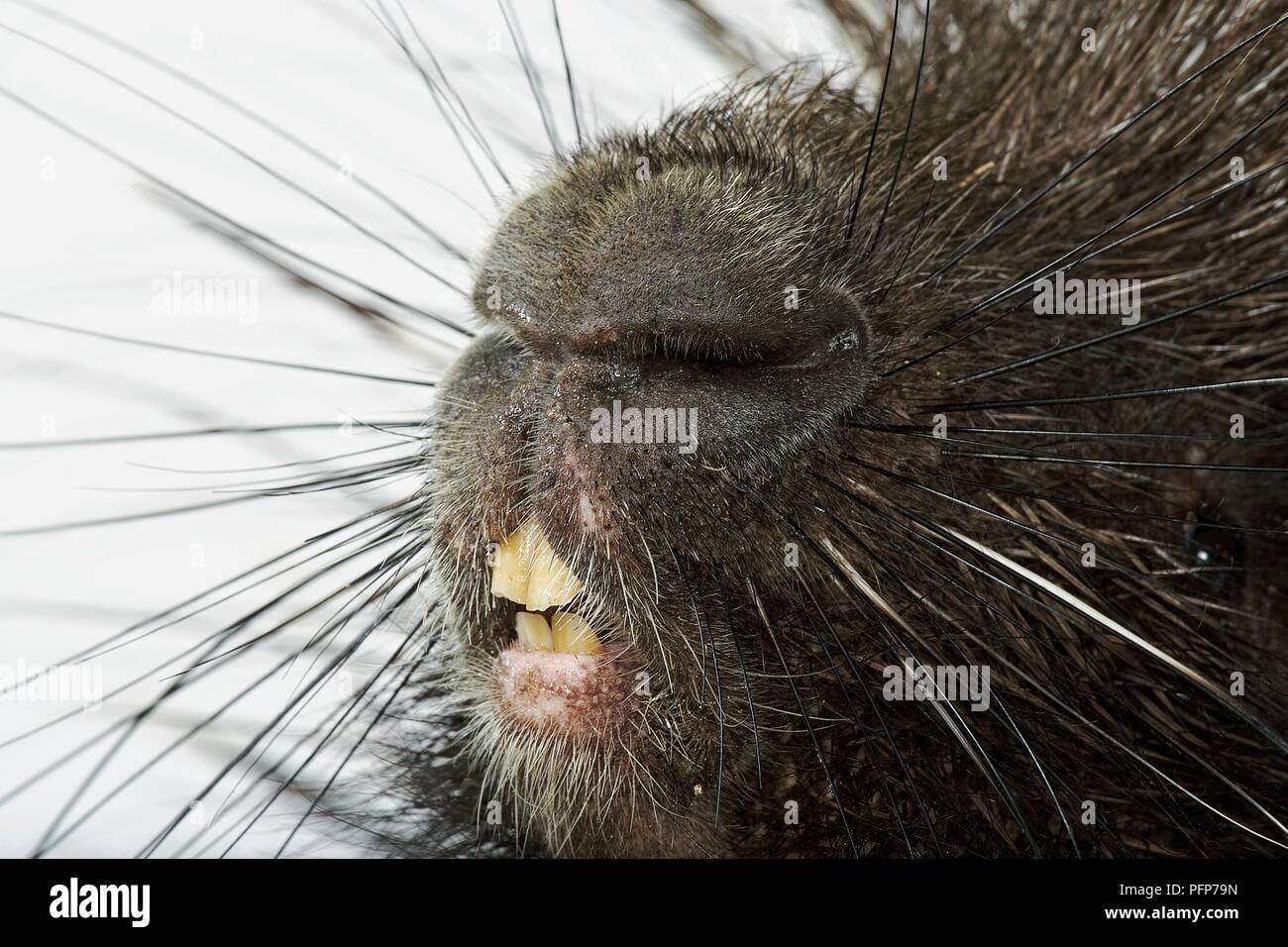 Crested Porcupine Hystrix Cristata Close Up On Nose And Teeth Stock
