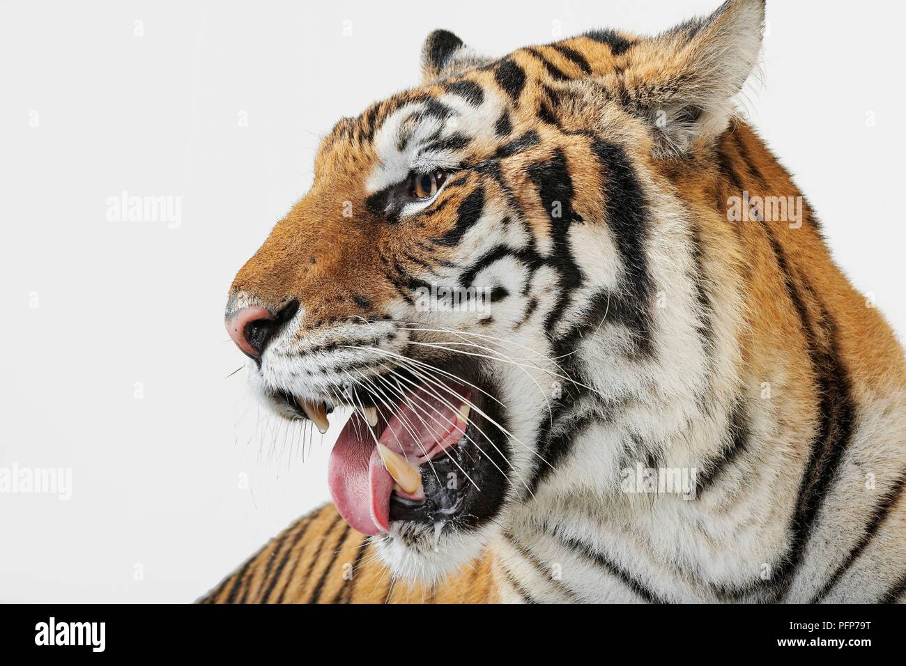 Head of a Tiger (Panthera tigris) roaring, profile Stock Photo - Alamy