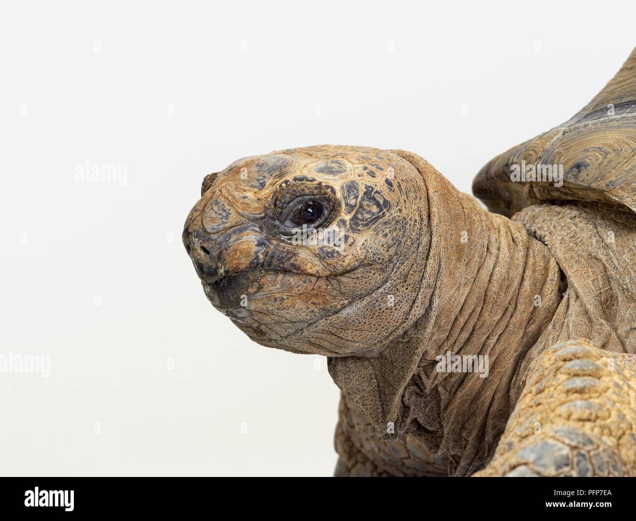 Aldabra Giant Tortoise (Geochelone gigantea) head in profile showing ...