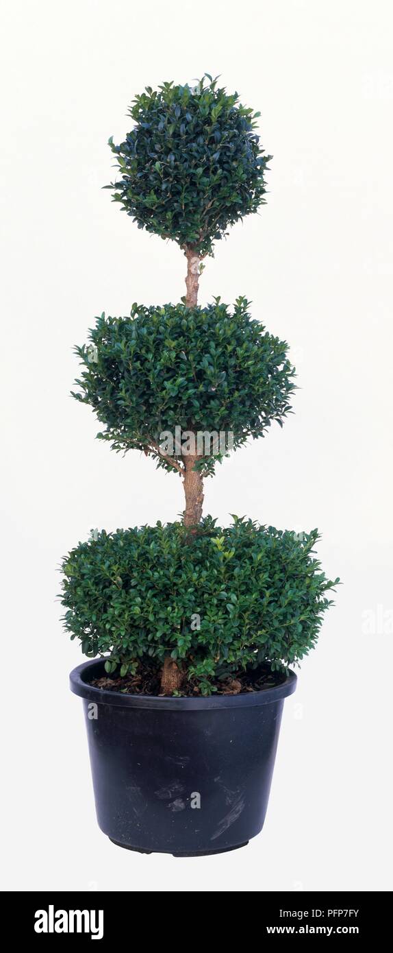Buxus (Box) trained into topiary shapes Stock Photo - Alamy