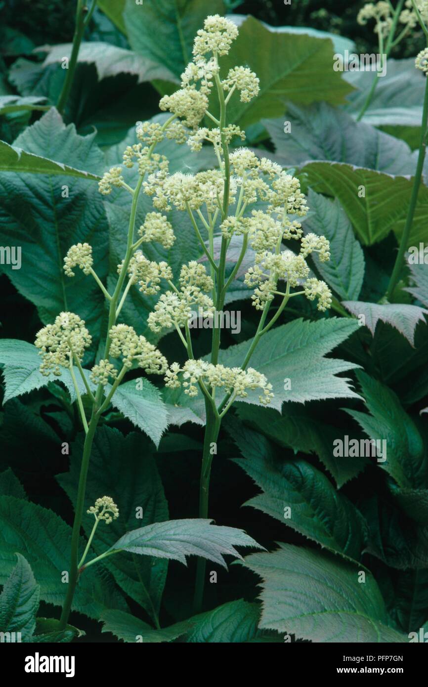 Rodgersia podophylla hi-res stock photography and images - Alamy