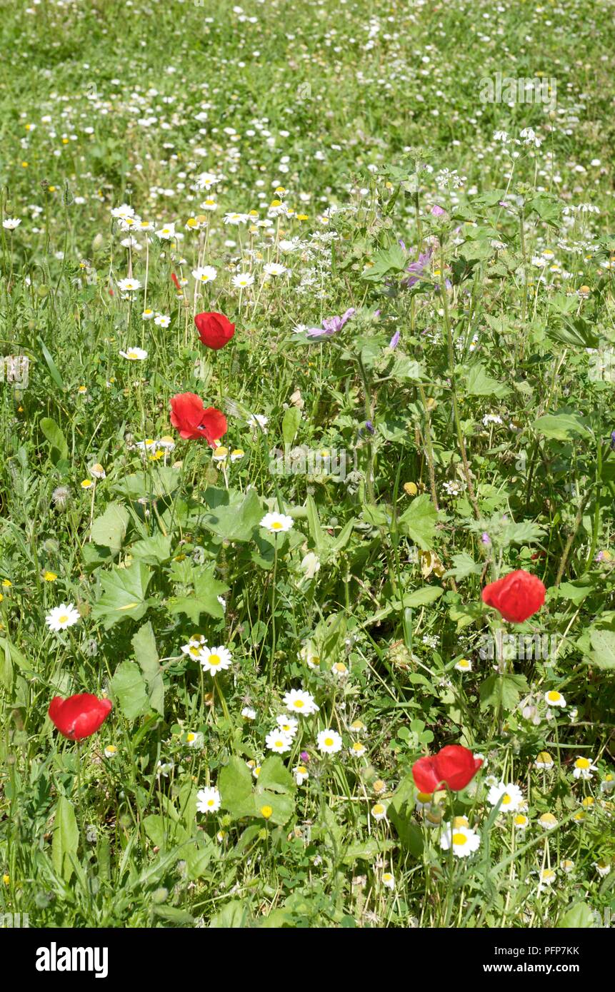 Hios hi-res stock photography and images - Alamy